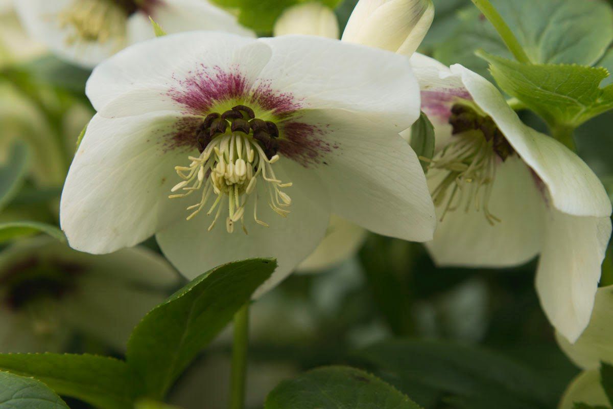 Queen of the Hellebores: The Extraordinary Life of Elizabeth Strangman ...