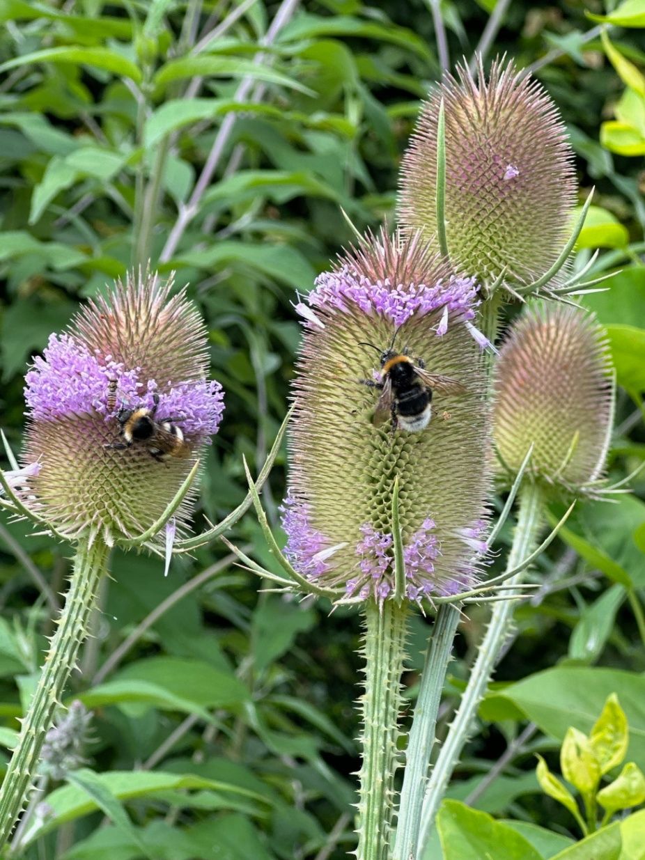 Unveiling the Hidden Beauty and Benefits of Wild Teasel - undefined ...