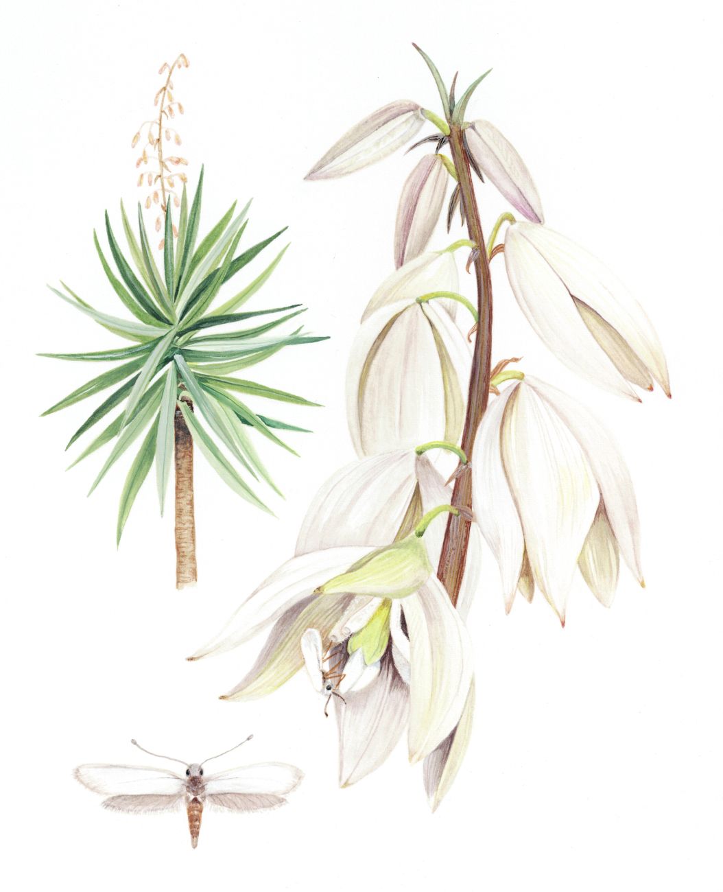 The Pollination Game: Leaving Loved Ones Behind - Advolly Richmond ...