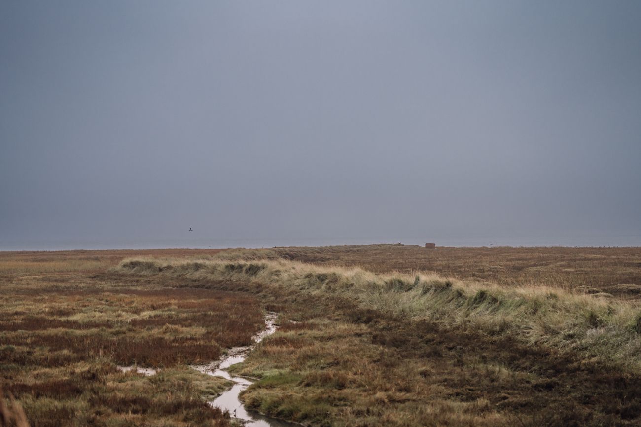 Lemmings, Brent Geese and a Man Called Mark: Life on the River Stour ...