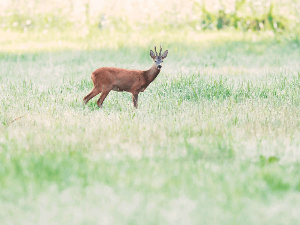 The Summer Bucks: What we see and how we're seen. - Patrick Laurie ...