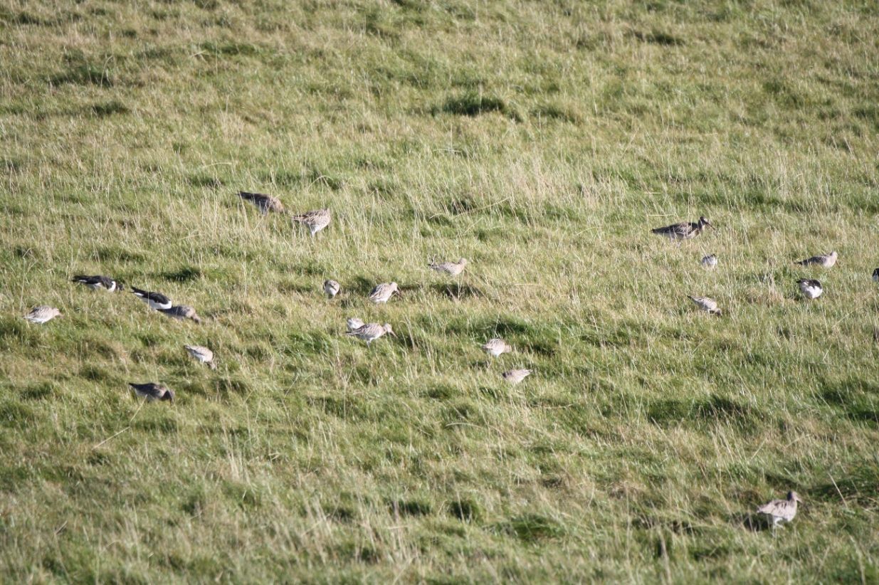 Majestic Tiree: Birds, Bonds, and Barbed Wire - Owen Williams writes on ...