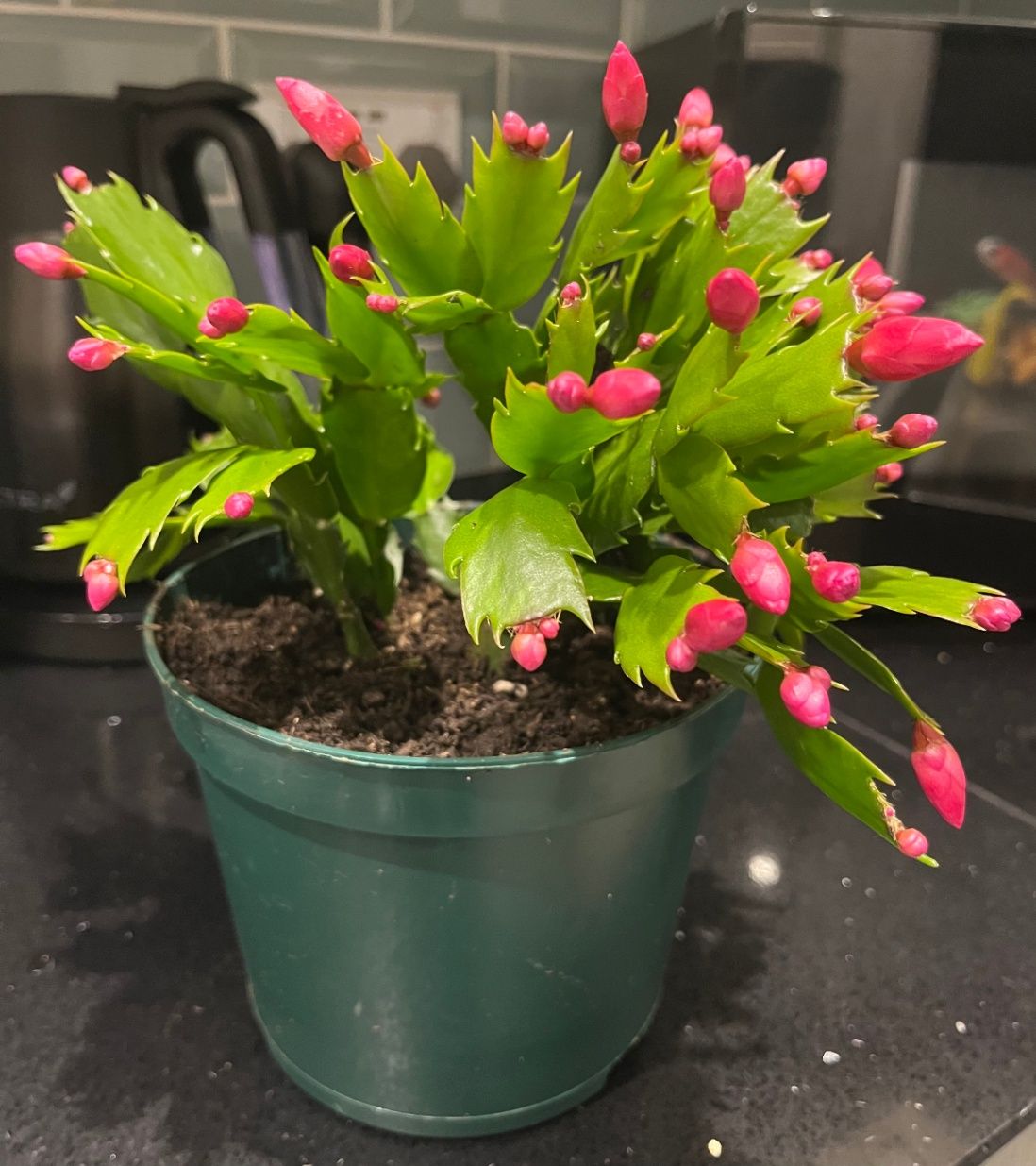 I'm a Poinsettia Grinch - Prof Alistair Griffiths writes on Scribehound