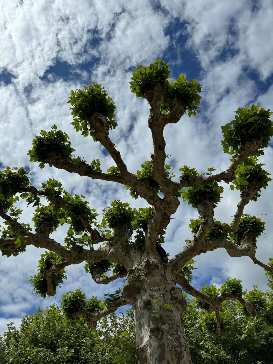 Trees: A Requiem - Jinny Blom writes on The Garden Collective