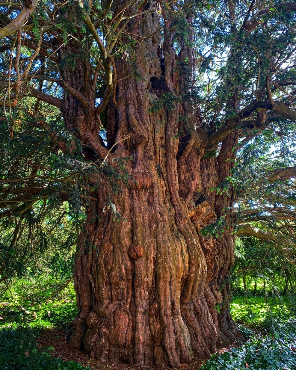 Trees: A Requiem - Jinny Blom writes on The Garden Collective
