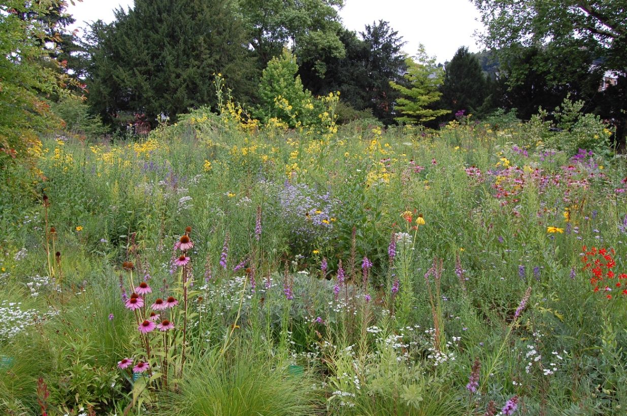 How We Fell in Love with Prairie Plants - Noel Kingsbury writes on The ...
