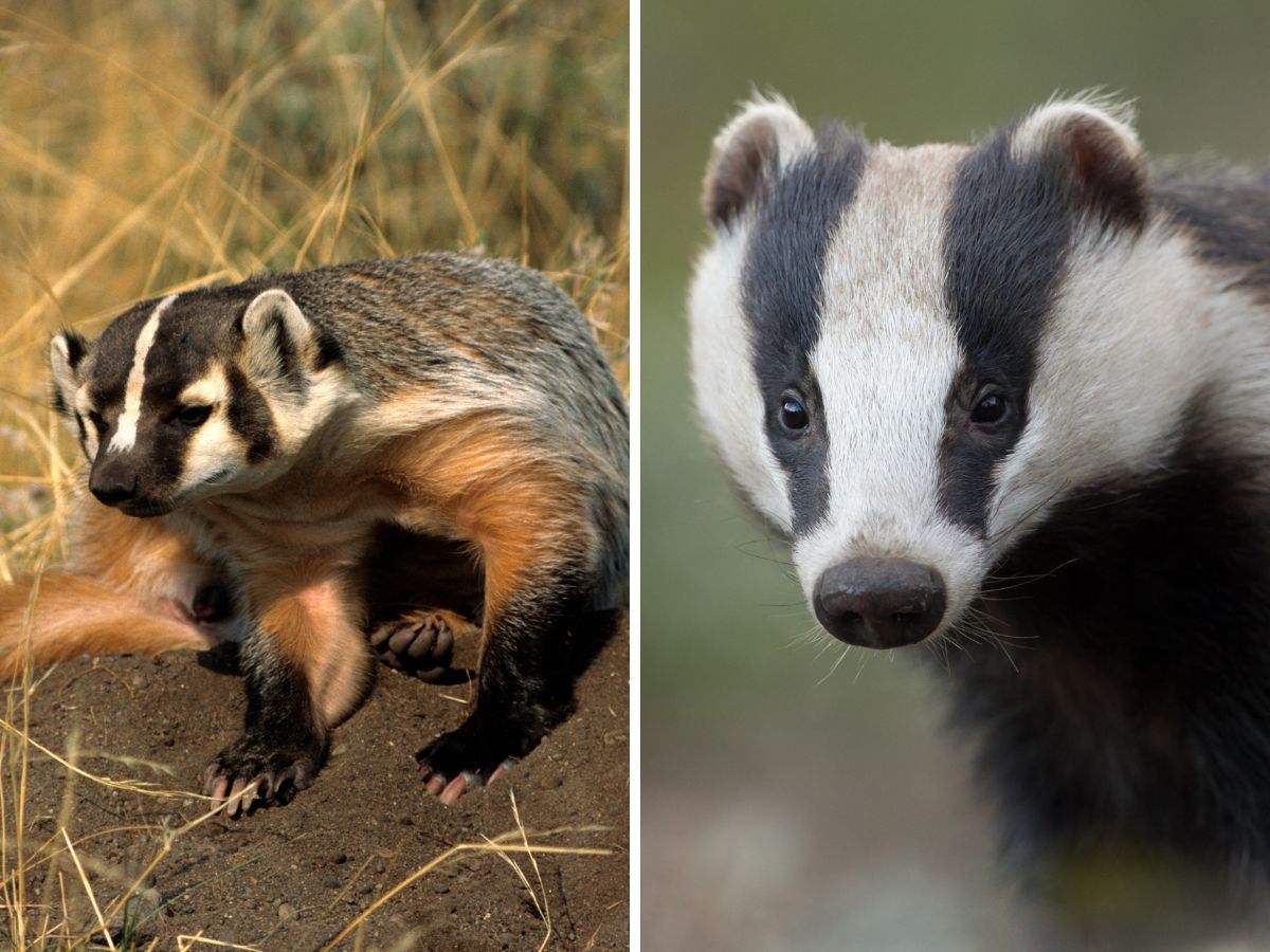 The Truth About Apex Predators and Trophic Cascades - Ian Coghill ...