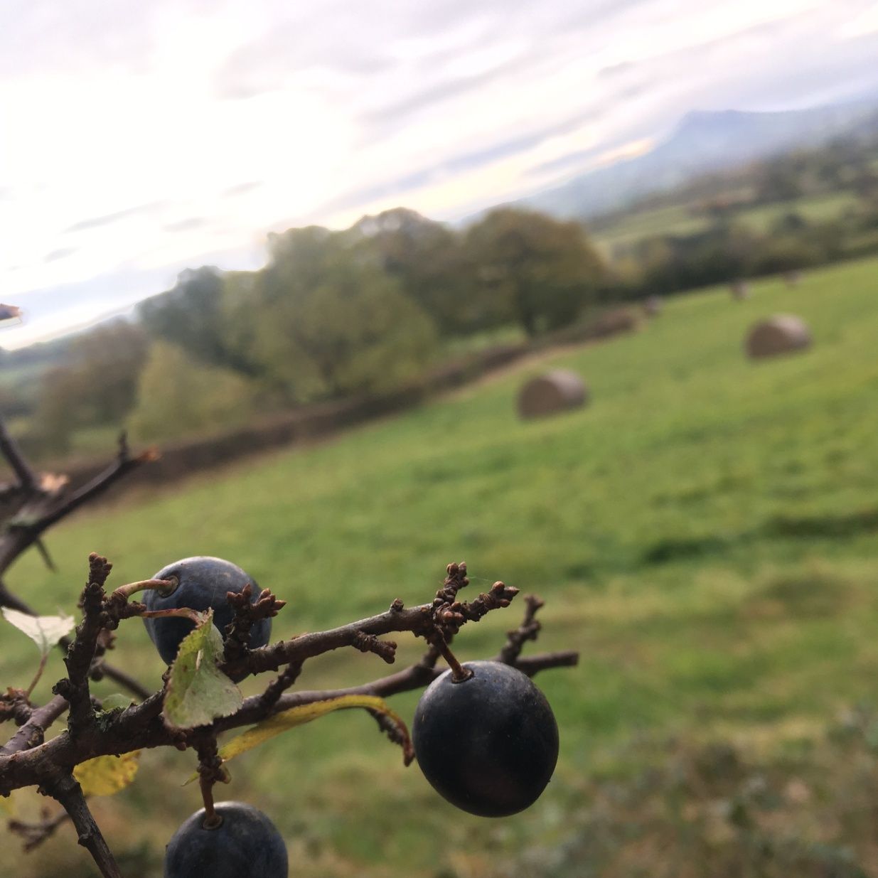 Sloe Gin: An Unglamorous History - Liz Knight writes on Scribehound Food