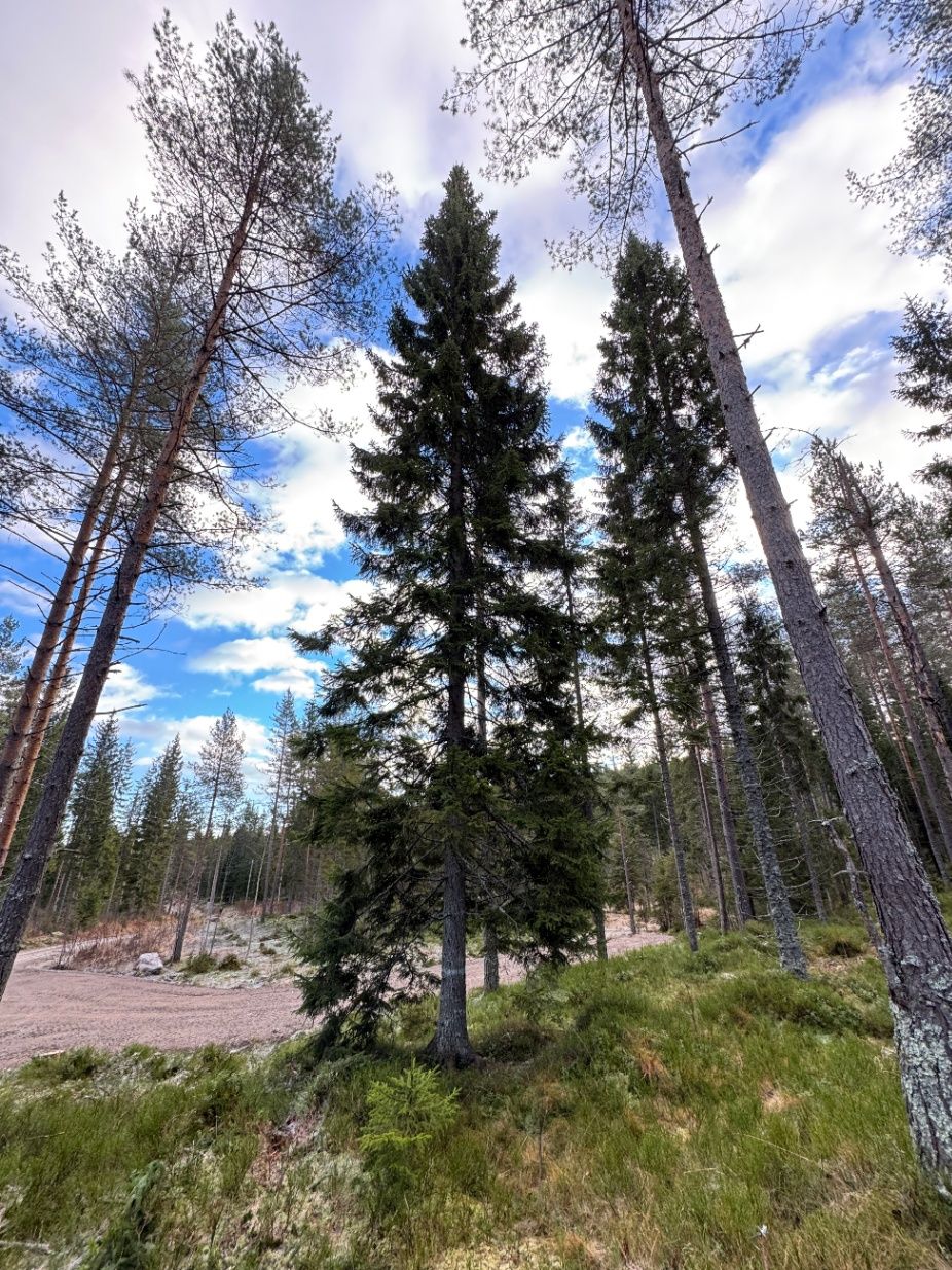 A Norwegian Christmas Tree Saga - Roger Morgan-Grenville writes on ...