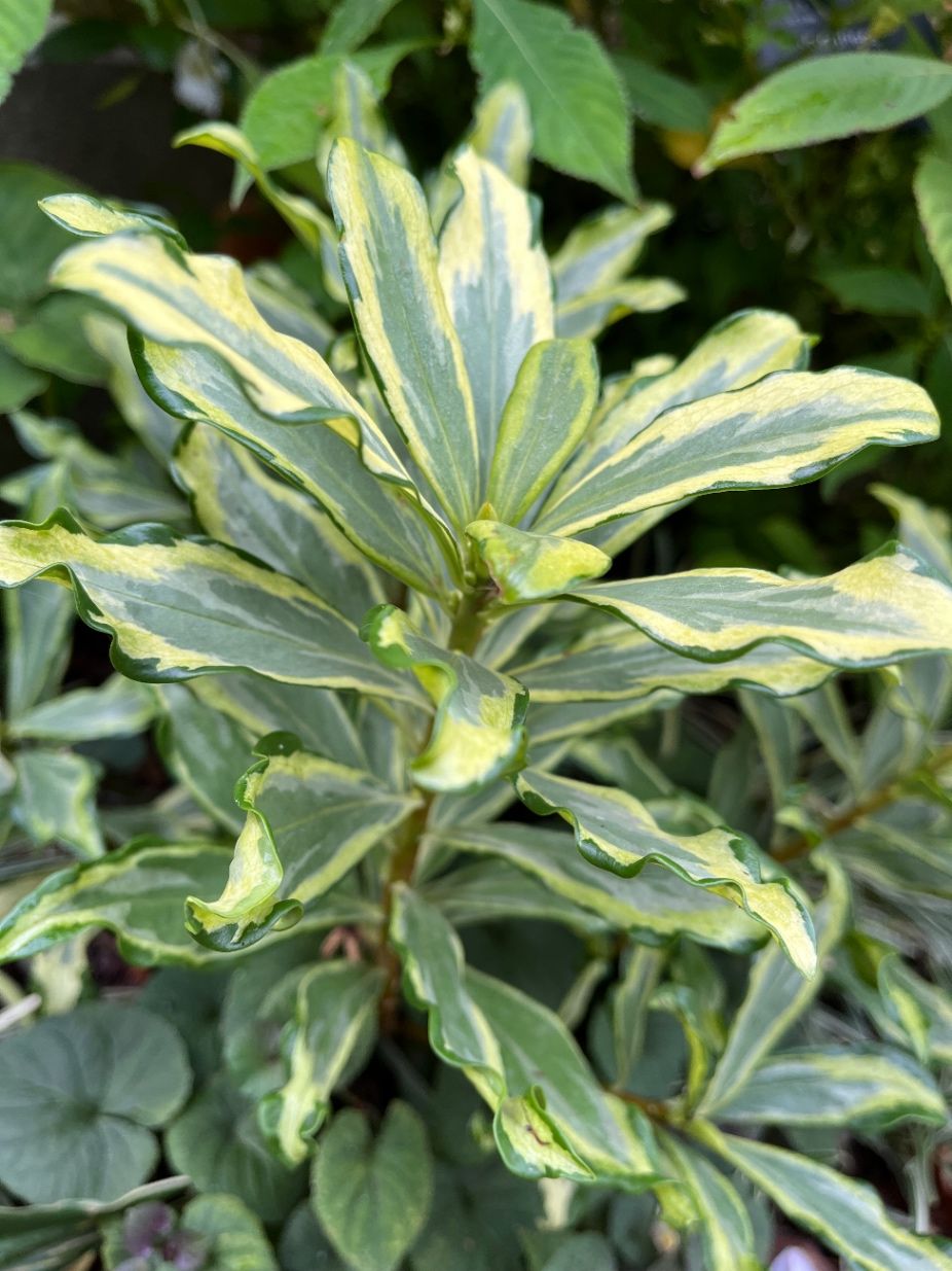 Deliberating and Doting Over Daphne - Matthew Pottage writes on The ...