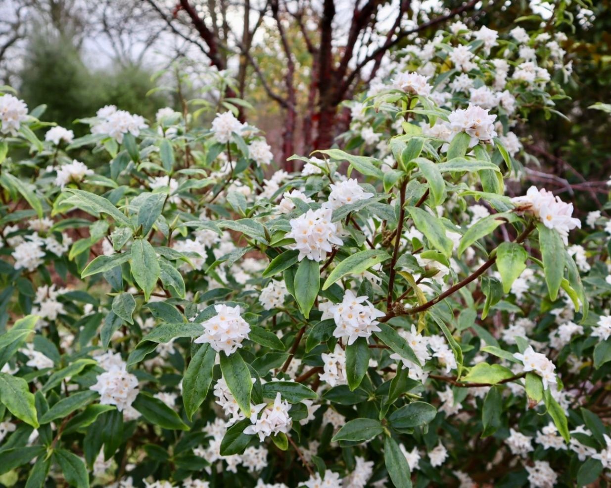 Deliberating and Doting Over Daphne - Matthew Pottage writes on The ...