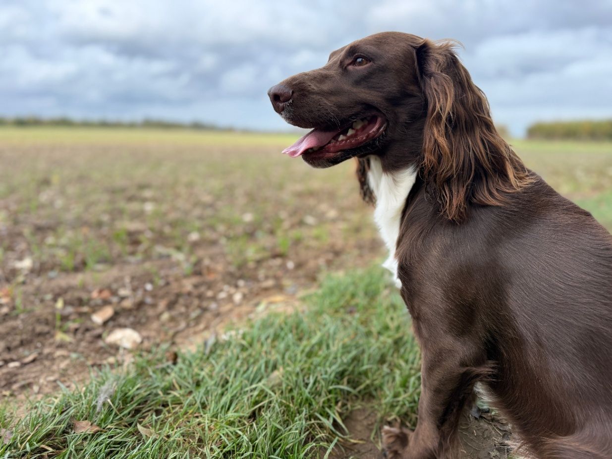 A doggy tale – how joining a new shoot put the wag back in my world ...