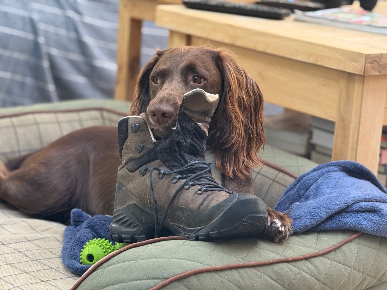 A doggy tale – how joining a new shoot put the wag back in my world ...