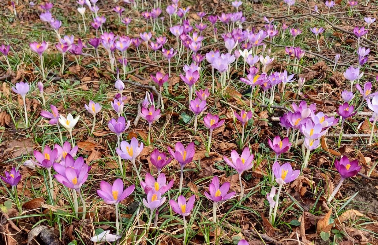 The Original Croconut - John Grimshaw writes on Scribehound