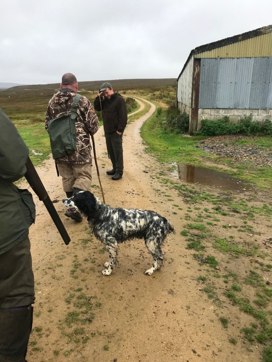 Chasing Grouse with English Setters in Scotland's Highlands - Cat ...