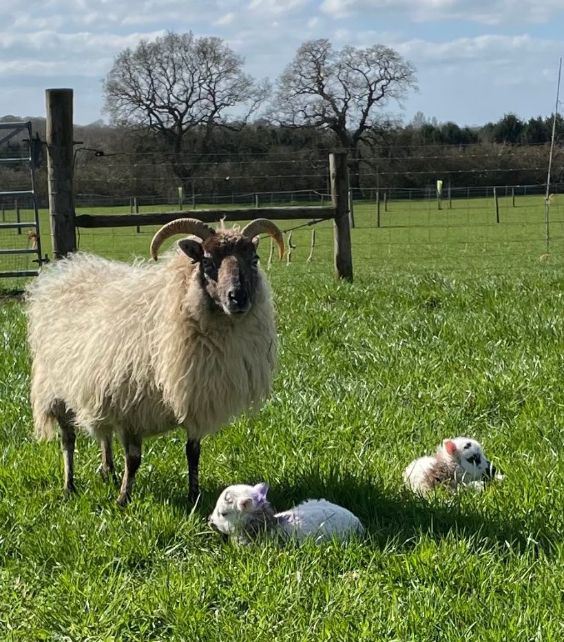 The Magic of the Ancient Sheep Breeds of Soay and Boreray - Adam Henson ...