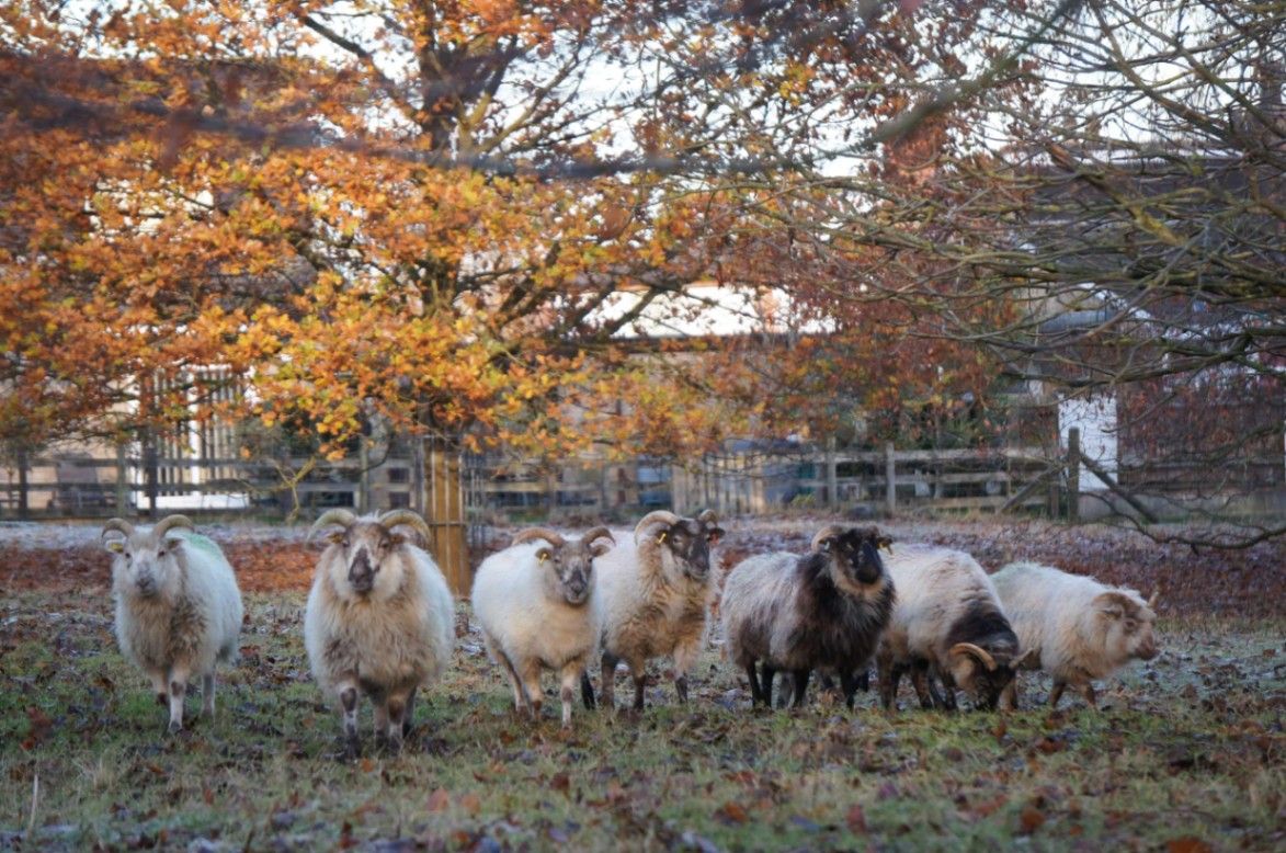 The Magic of the Ancient Sheep Breeds of Soay and Boreray - Adam Henson ...