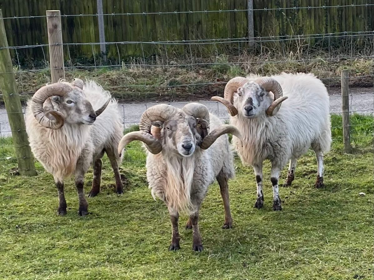 The Magic of the Ancient Sheep Breeds of Soay and Boreray - Adam Henson ...