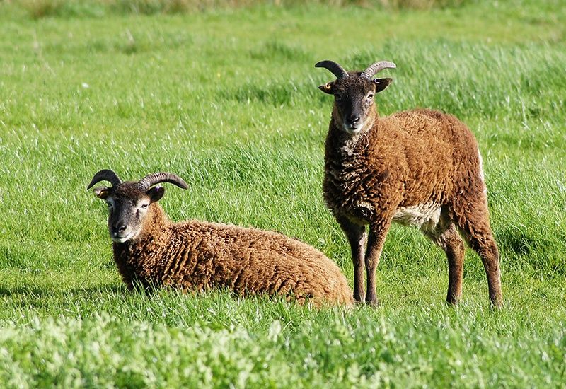 The Magic of the Ancient Sheep Breeds of Soay and Boreray - Adam Henson ...