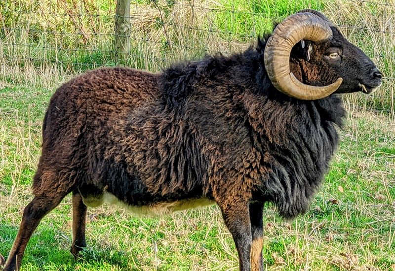 The Magic of the Ancient Sheep Breeds of Soay and Boreray - Adam Henson ...