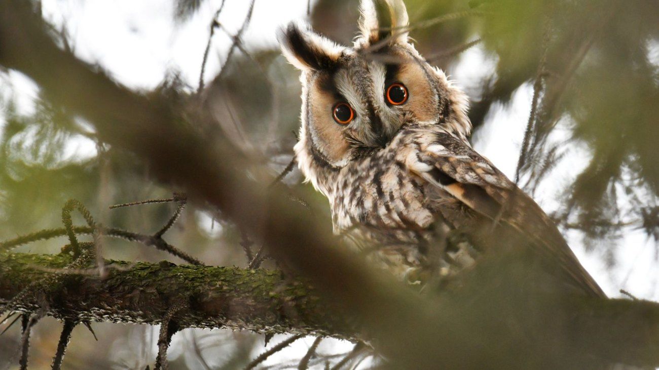 The Mystery of the Long-Eared Owls and the Goshawk - Patrick Laurie ...