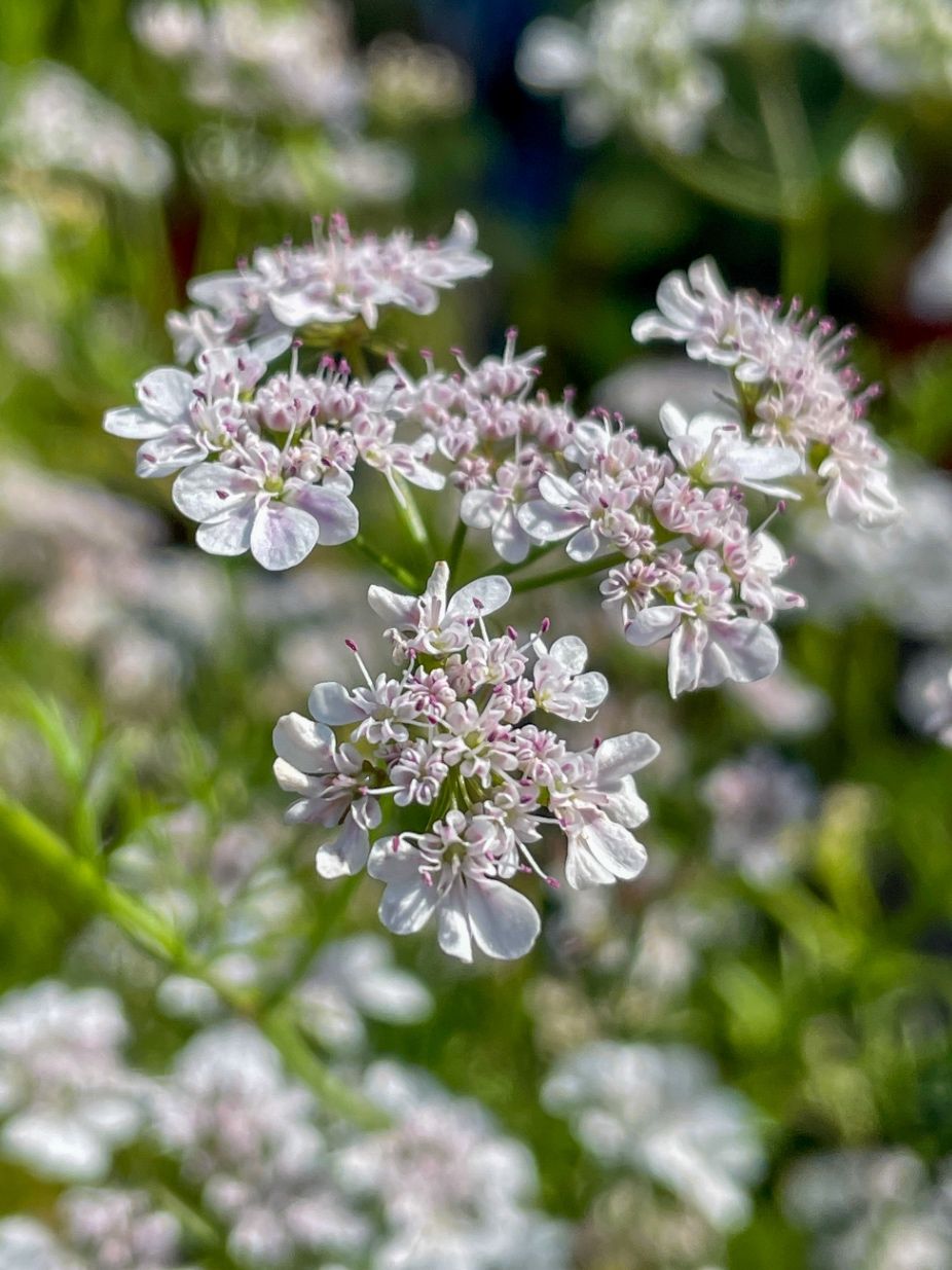 Mastering the Art of Growing and Harvesting Coriander - Jekka McVicar ...