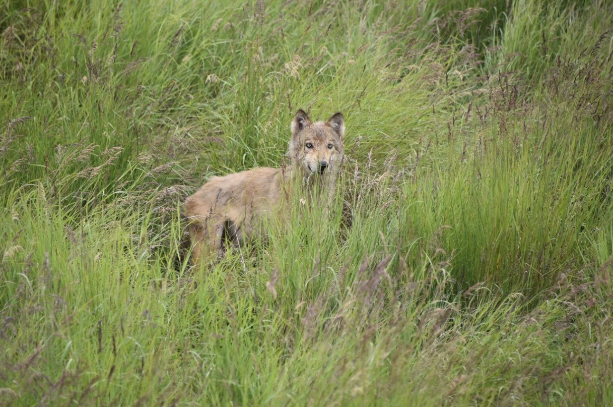 The Lynx - A Wolf in Sheep's Clothing? - Support for an Apex Trial ...