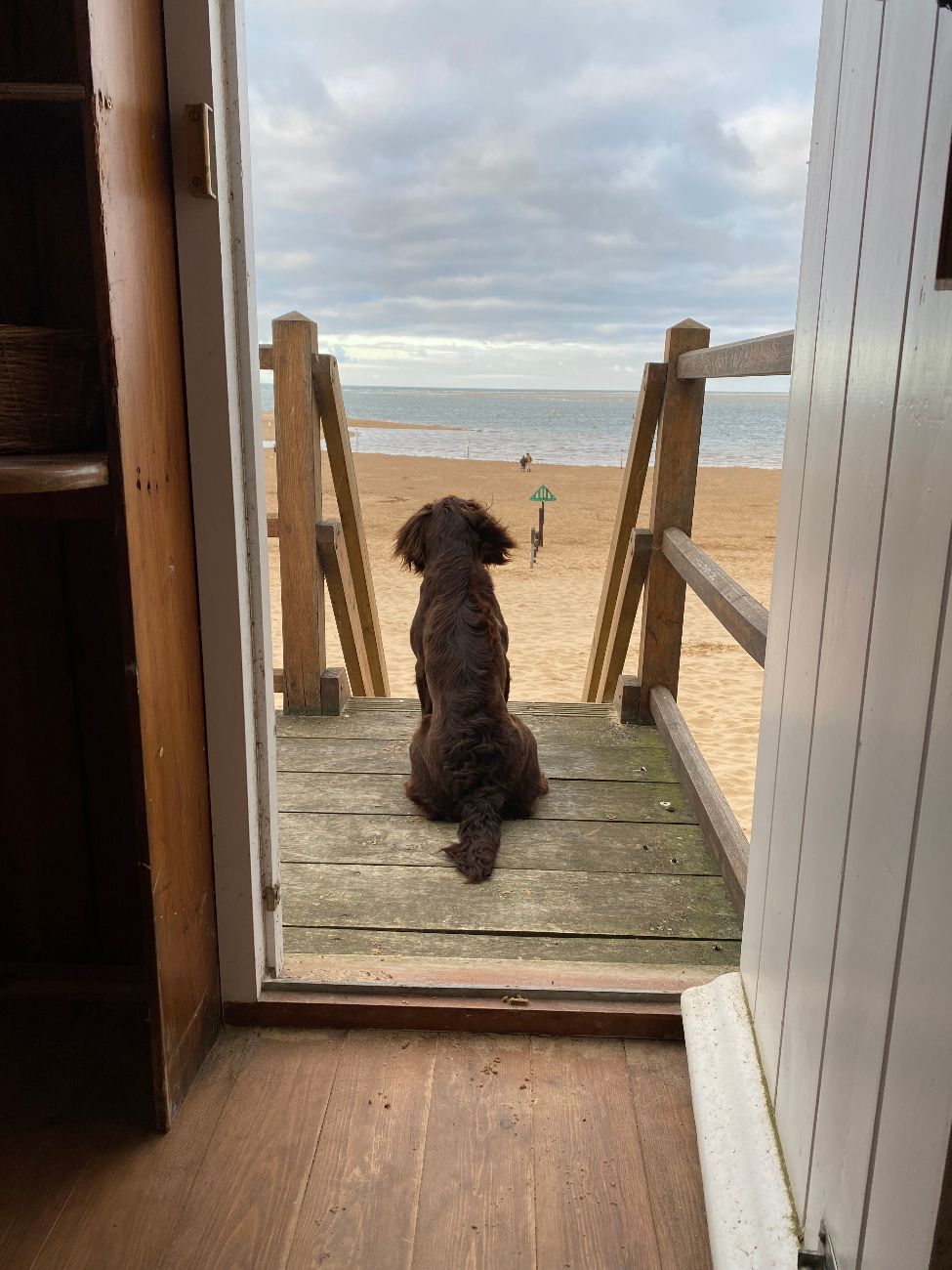 It's you, not the dog - Patrick Galbraith writes on Scribehound