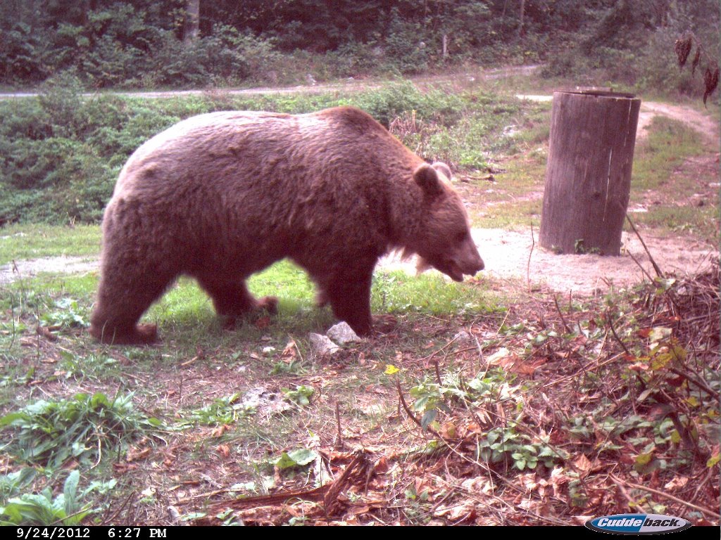 Bear hunting in Croatia, Croatia - Availability on GunsOnPegs