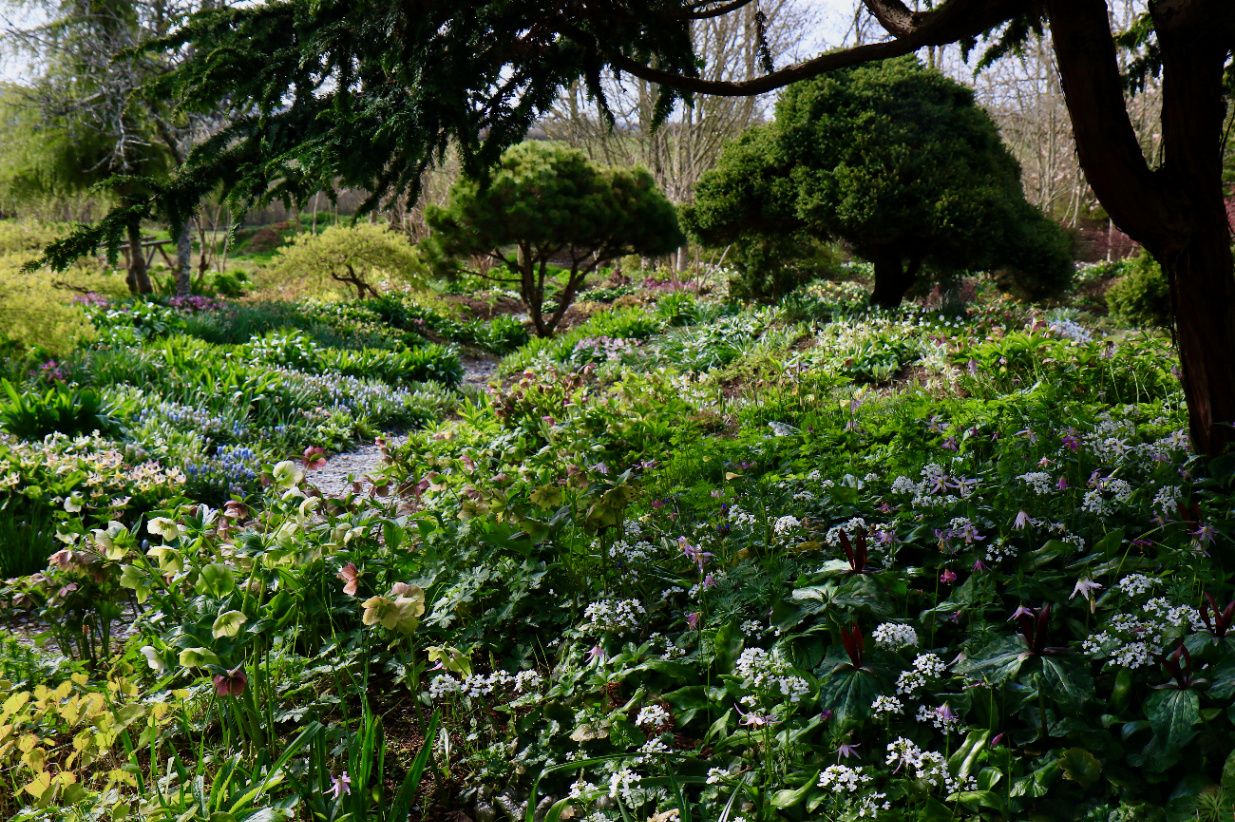 Take a Walk on the Wildside - Annie Guilfoyle writes on Scribehound