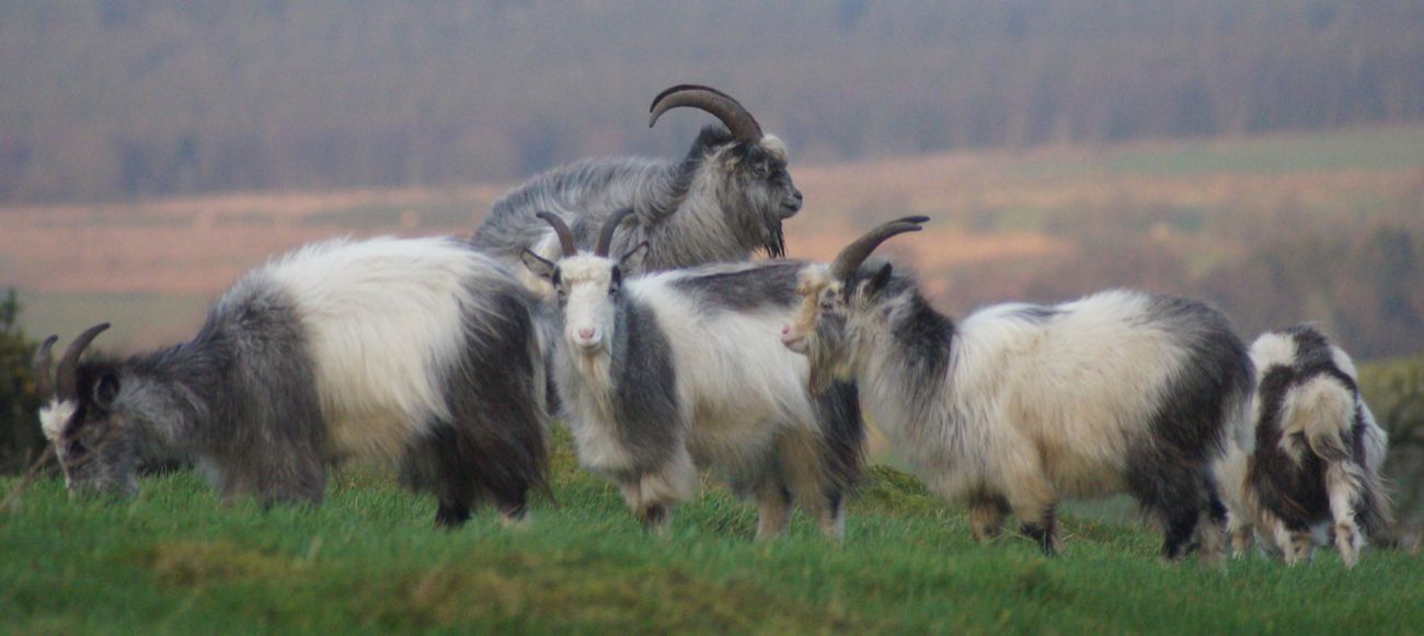 Wild Galloway Goats: Folklore and Reality - Patrick Laurie writes on ...