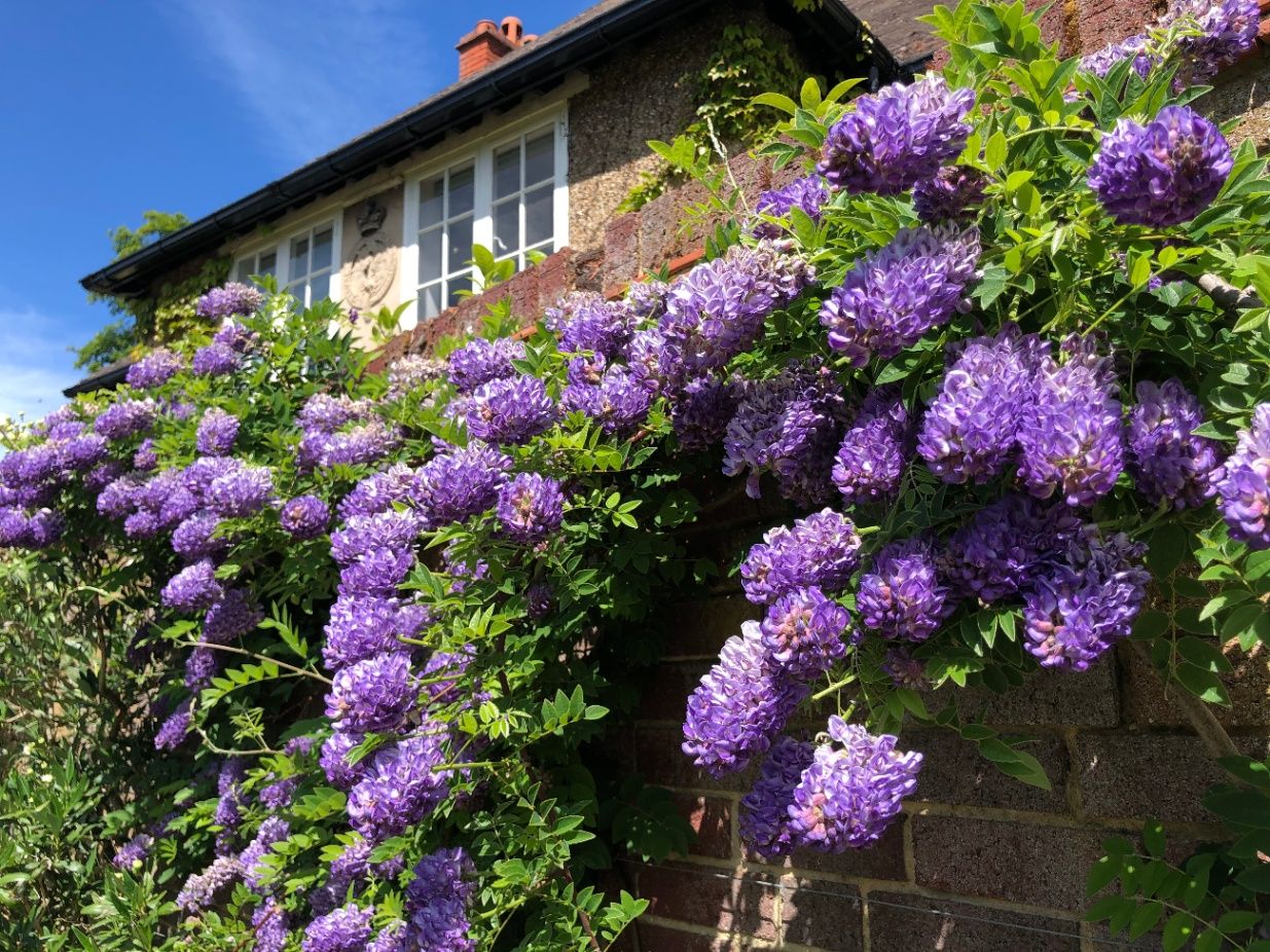 Discover the Wonderland of Wisteria: A Gardener's Guide - Matthew ...
