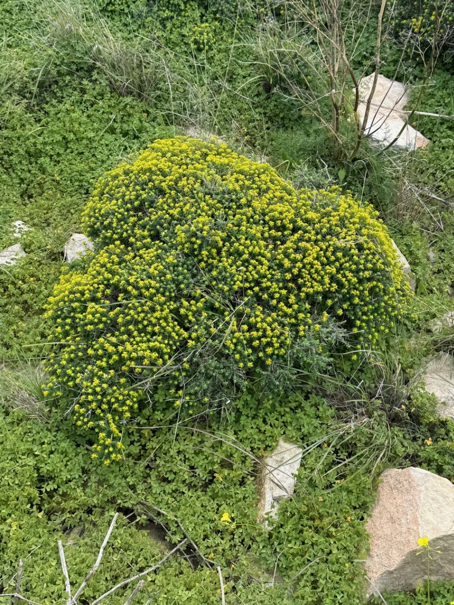 ‘What’s The Point of Shrubs?’ - Jinny Blom writes on The Garden Collective