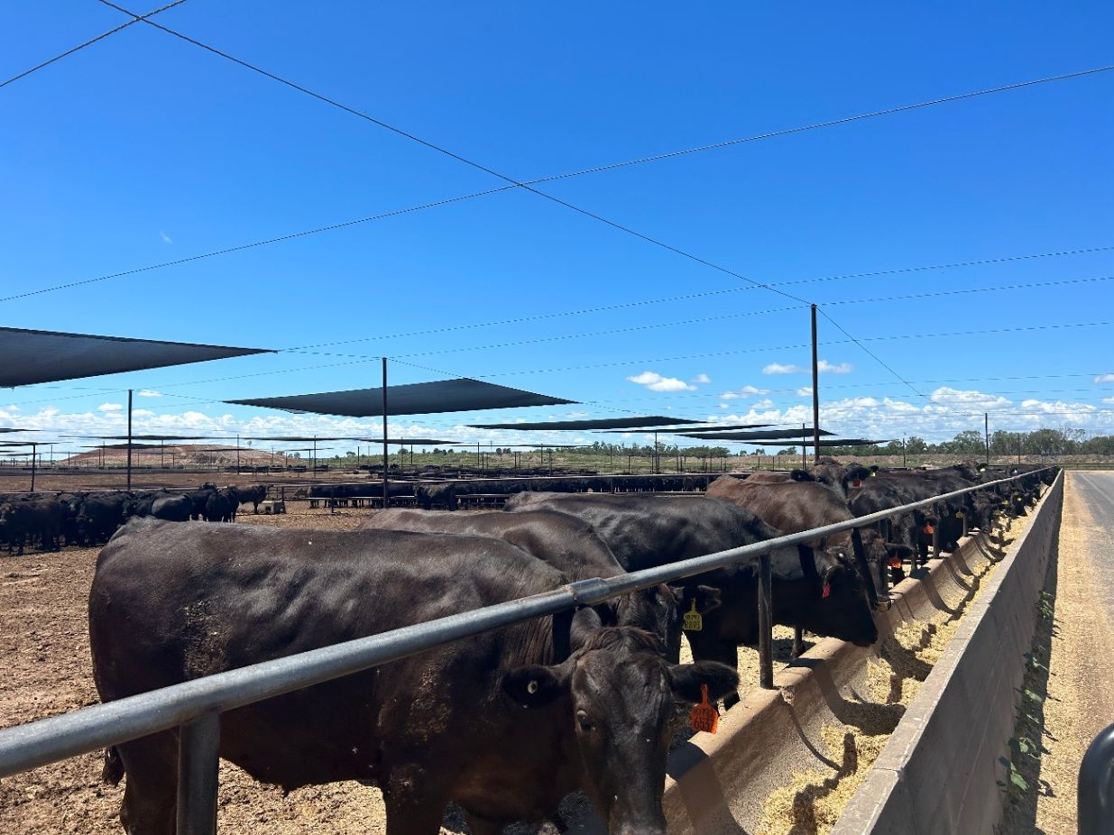 Australia’s largest feedlot sets the standard for sustainable farming ...