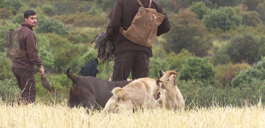 WPG Walked-up Spanish Partridge, Spain - Availability on GunsOnPegs
