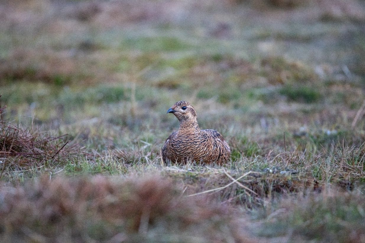 Witness the Spectacle: Black Grouse Lekking Video & Photos - Emily ...