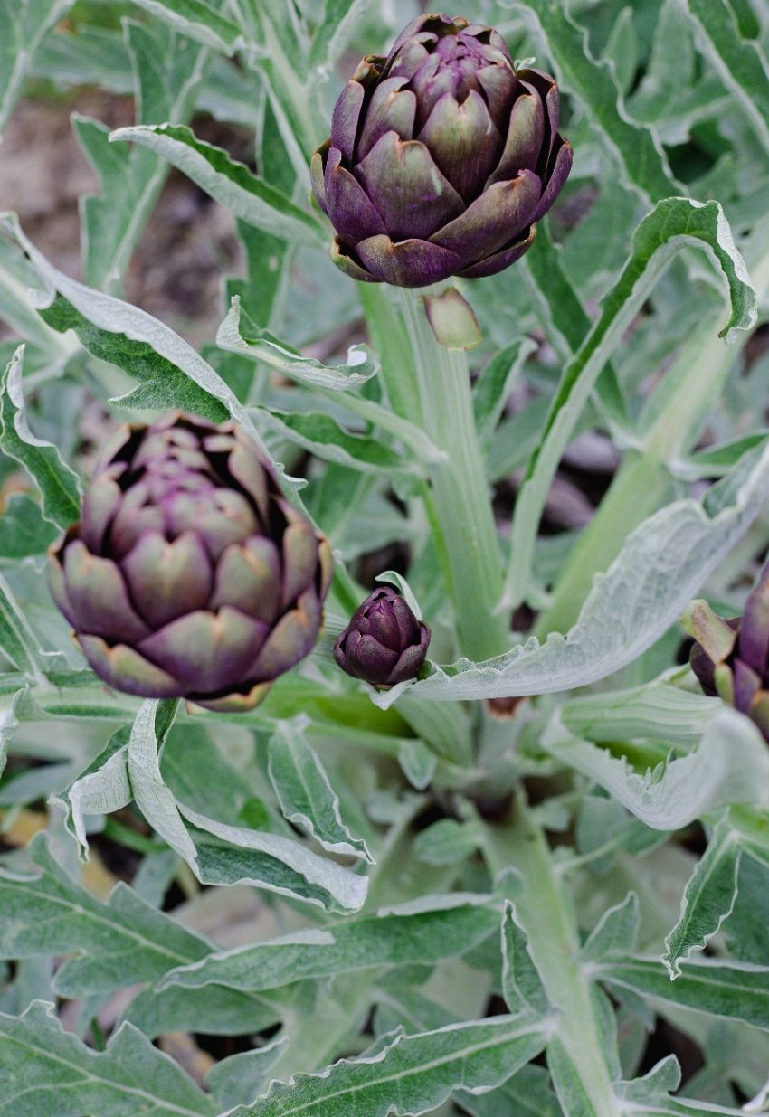 Exploring Italy's Artichokes: From Ancient Cure-All to Modern Aperitif ...