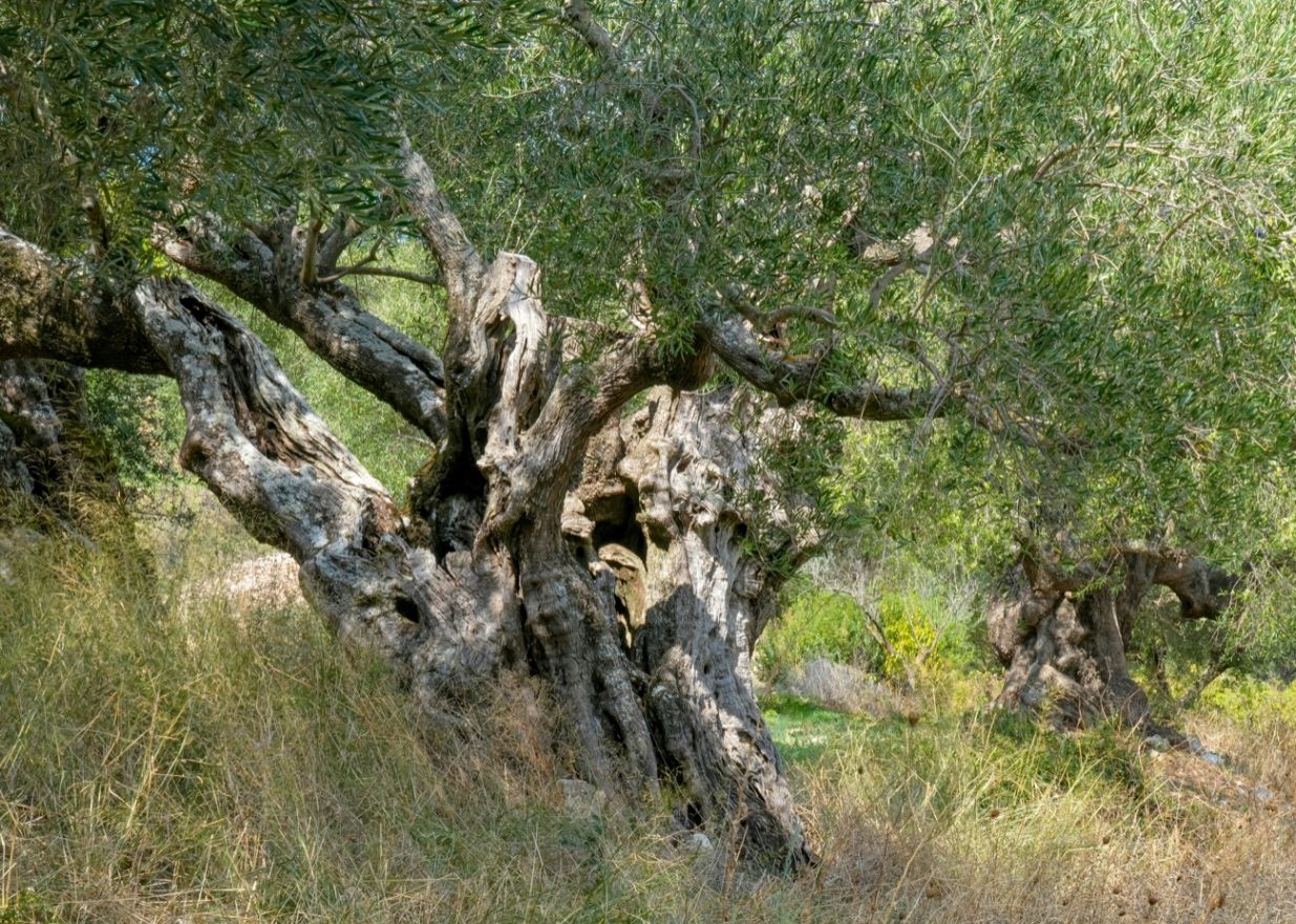 Olives, Dust & Family: The Heartbeat of a Lebanese Autumn - Jad Youssef ...