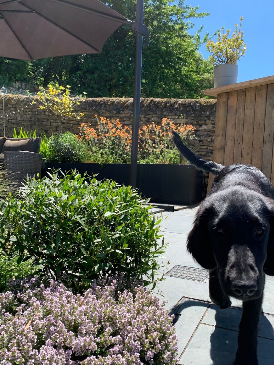 Why it's Time to Stop Show Garden Envy - Chris Young writes on Scribehound
