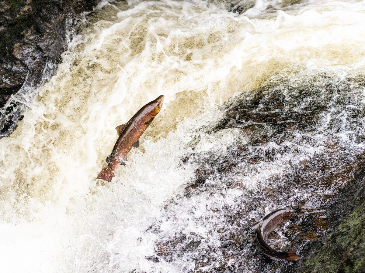 Urgent Call to Action: Prevent Extinction of Atlantic Salmon - James ...