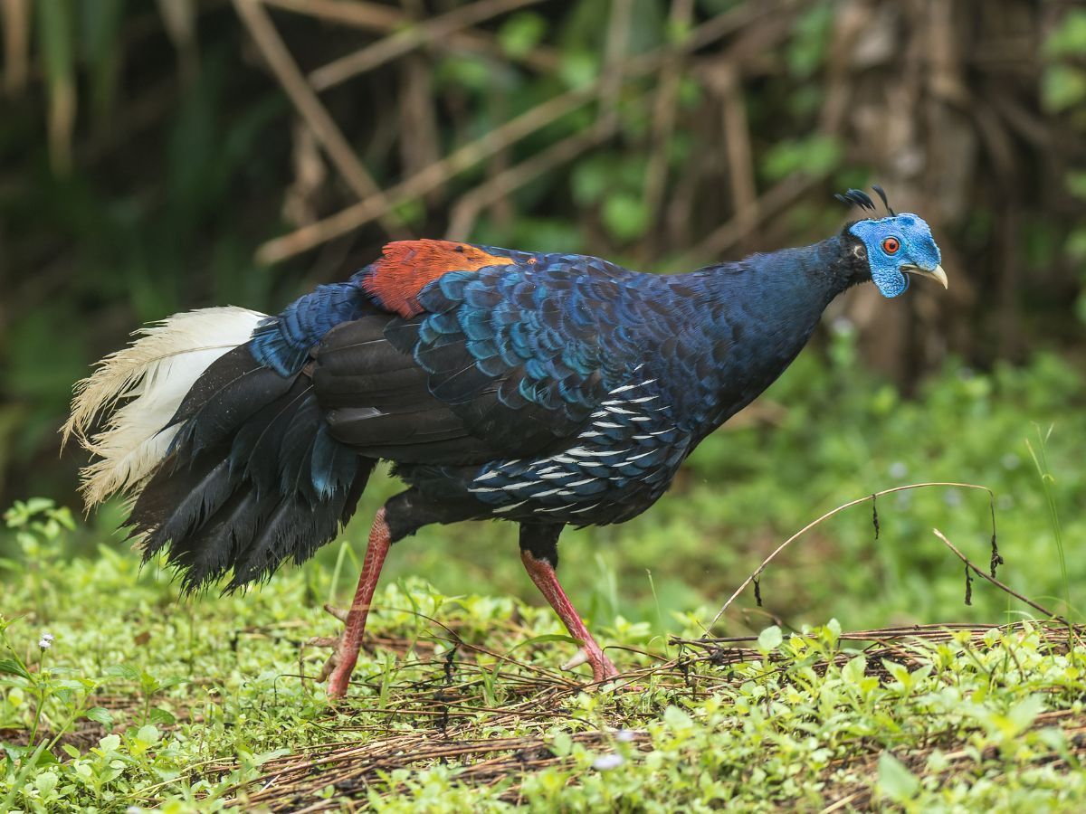 I Thought I Knew My Pheasants, Until I Had a Mysterious Garden Visitor ...