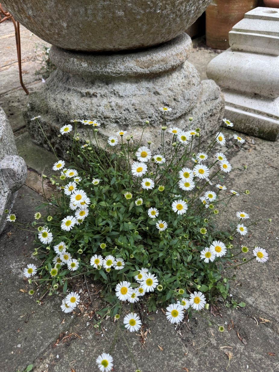 The Joy of June - Simon Lycett writes on The Garden Collective