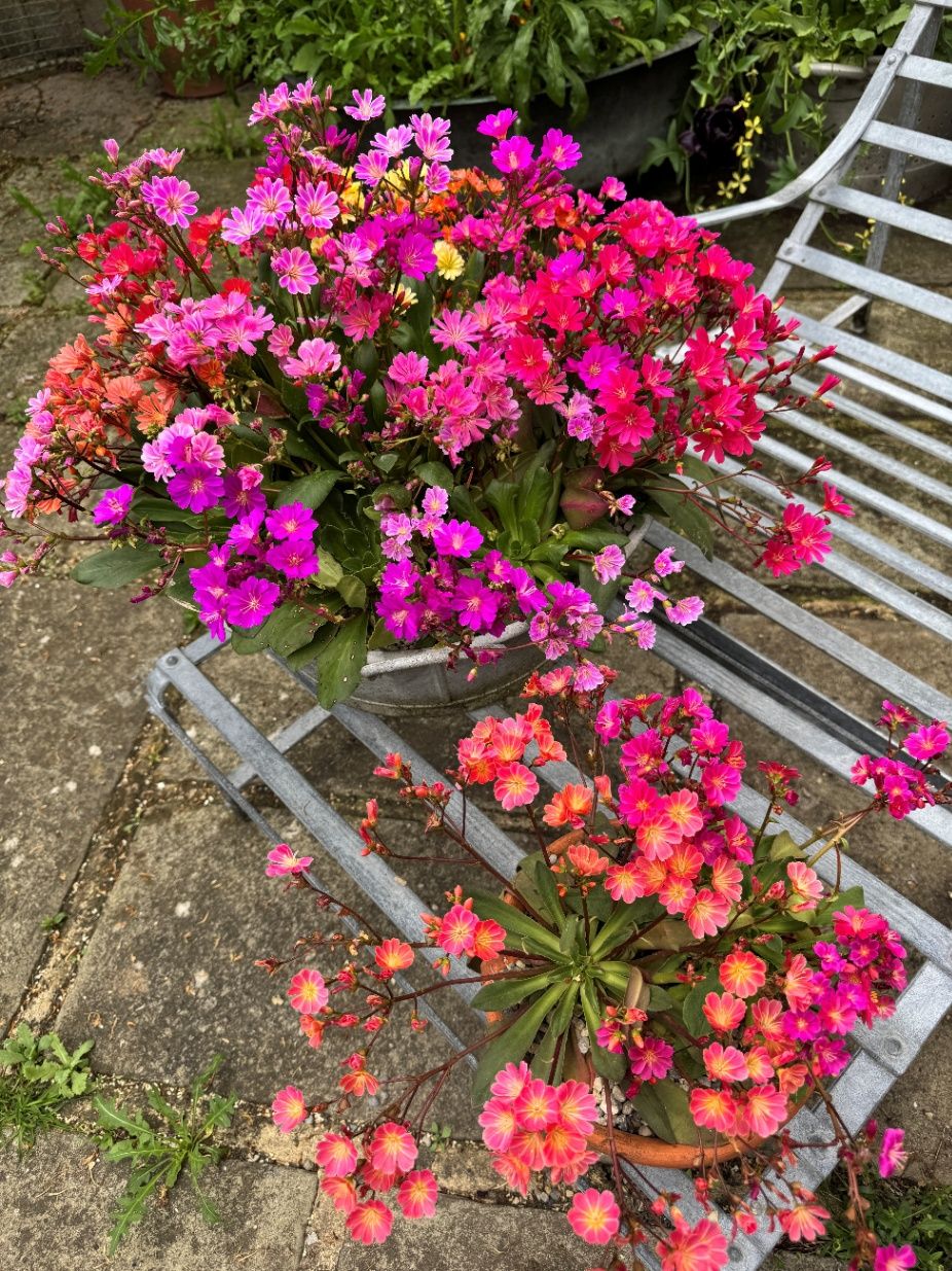 The Joy of June - Simon Lycett writes on The Garden Collective