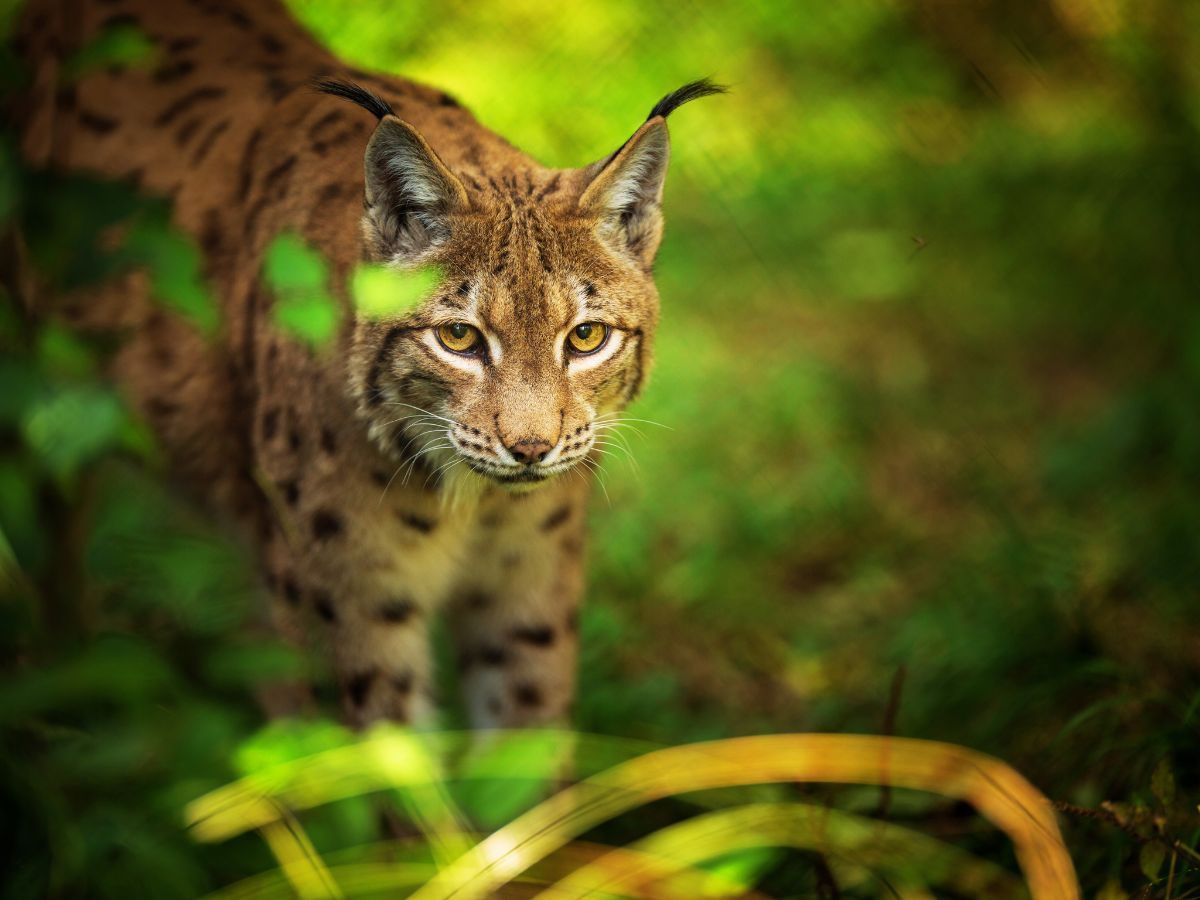The Lynx Effect: Conservation, Rewilding, and Land Reform by Stealth ...