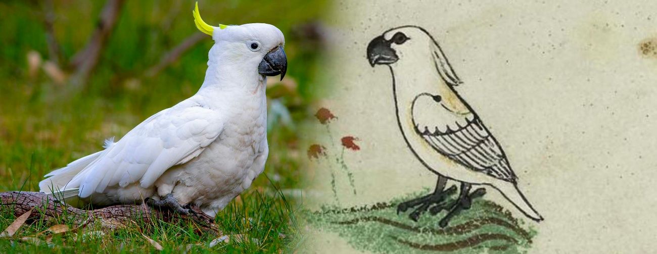 Parrots of power 🦜 - Charlie Jacoby writes on Scribehound