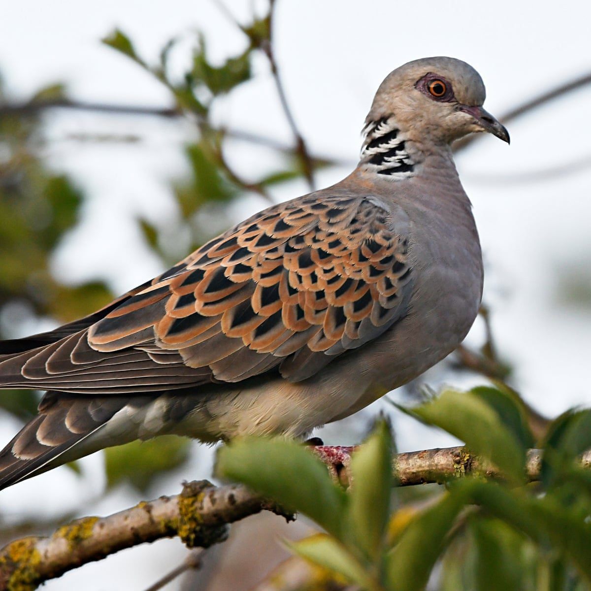 Back From The Brink: The Triumph of Operation Turtle Dove - Richard ...