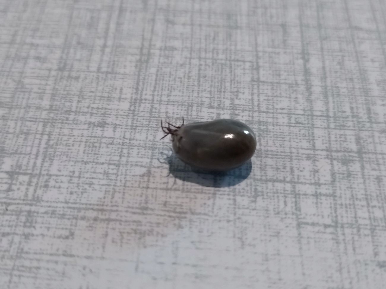 Tick Troubles: A Rural Perspective on a Growing Issue - Charlie Flindt ...