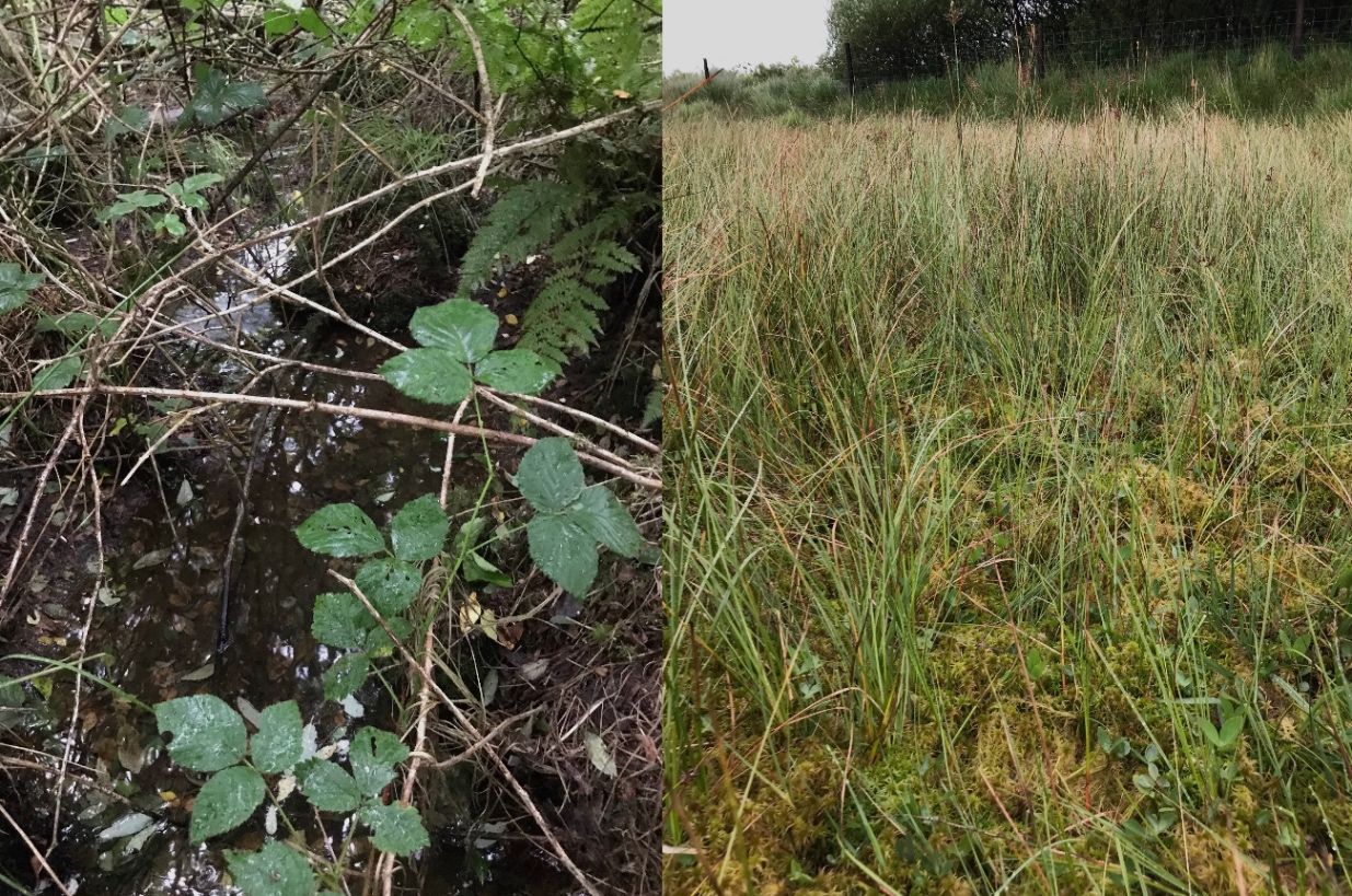 Blessed are the tree-planters - Owen Williams writes on Scribehound