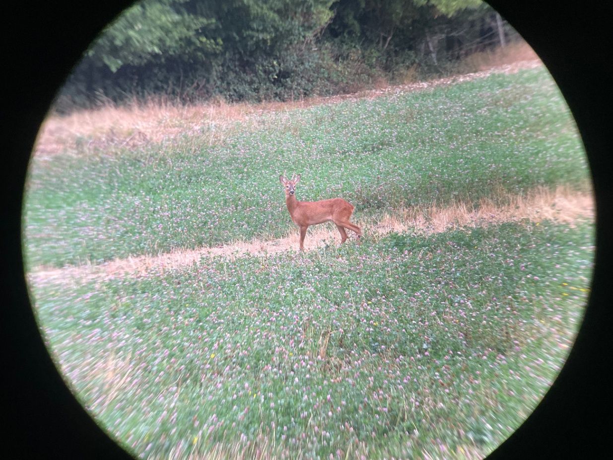 How my deer management plan helped native roe deer to bounce back ...