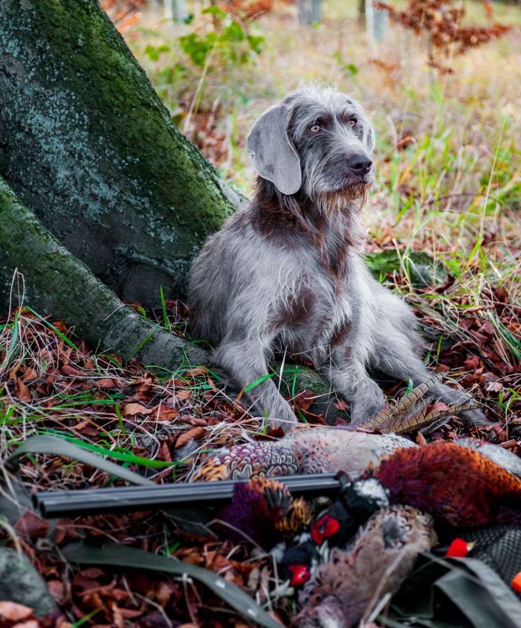 Where have all The Peg Dogs Gone? - Matt Limb OBE writes on Scribehound